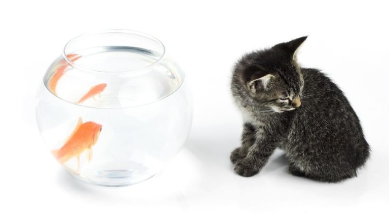 Social Stories for Teaching Self Control - Watson Institute